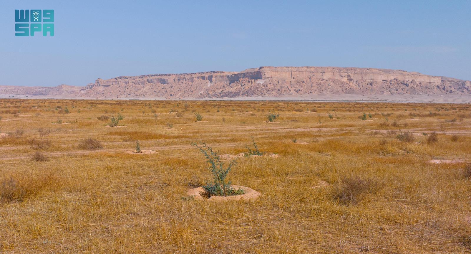 One Million Trees Planted at Rawdat Al-Khafs