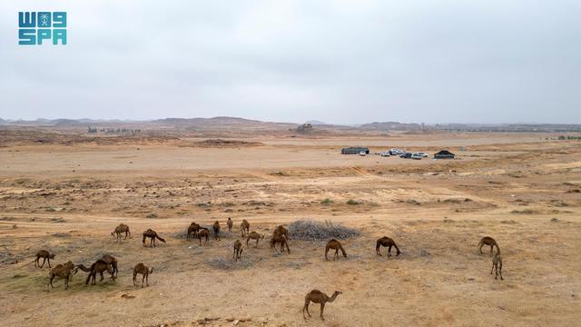Saudi Arabia Celebrates its Rich Camel Heritage and Archaeological ...