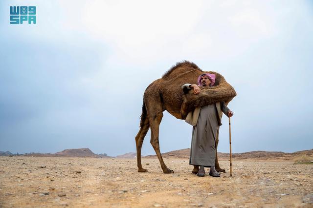 Saudi Arabia Celebrates its Rich Camel Heritage and Archaeological ...