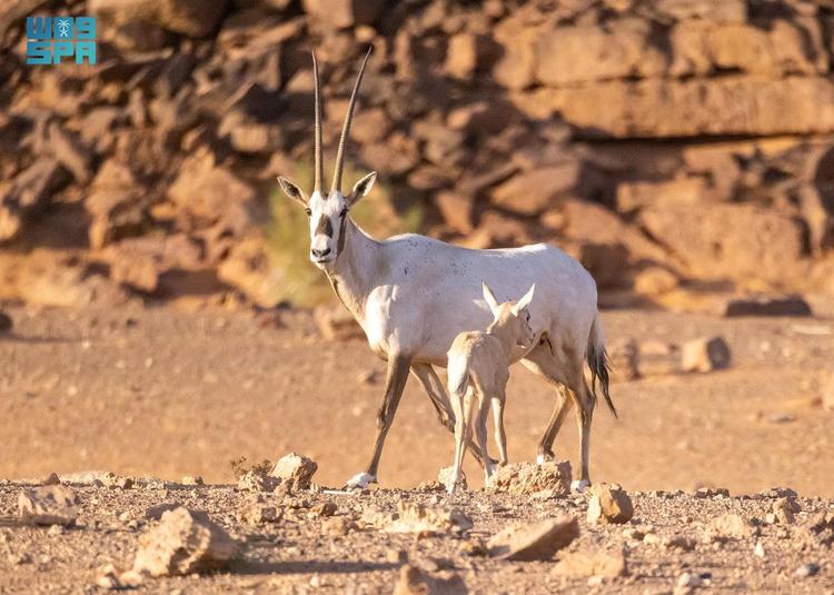 KSRNR Reintroduces Arabian Oryx After 90 Years of Extinction