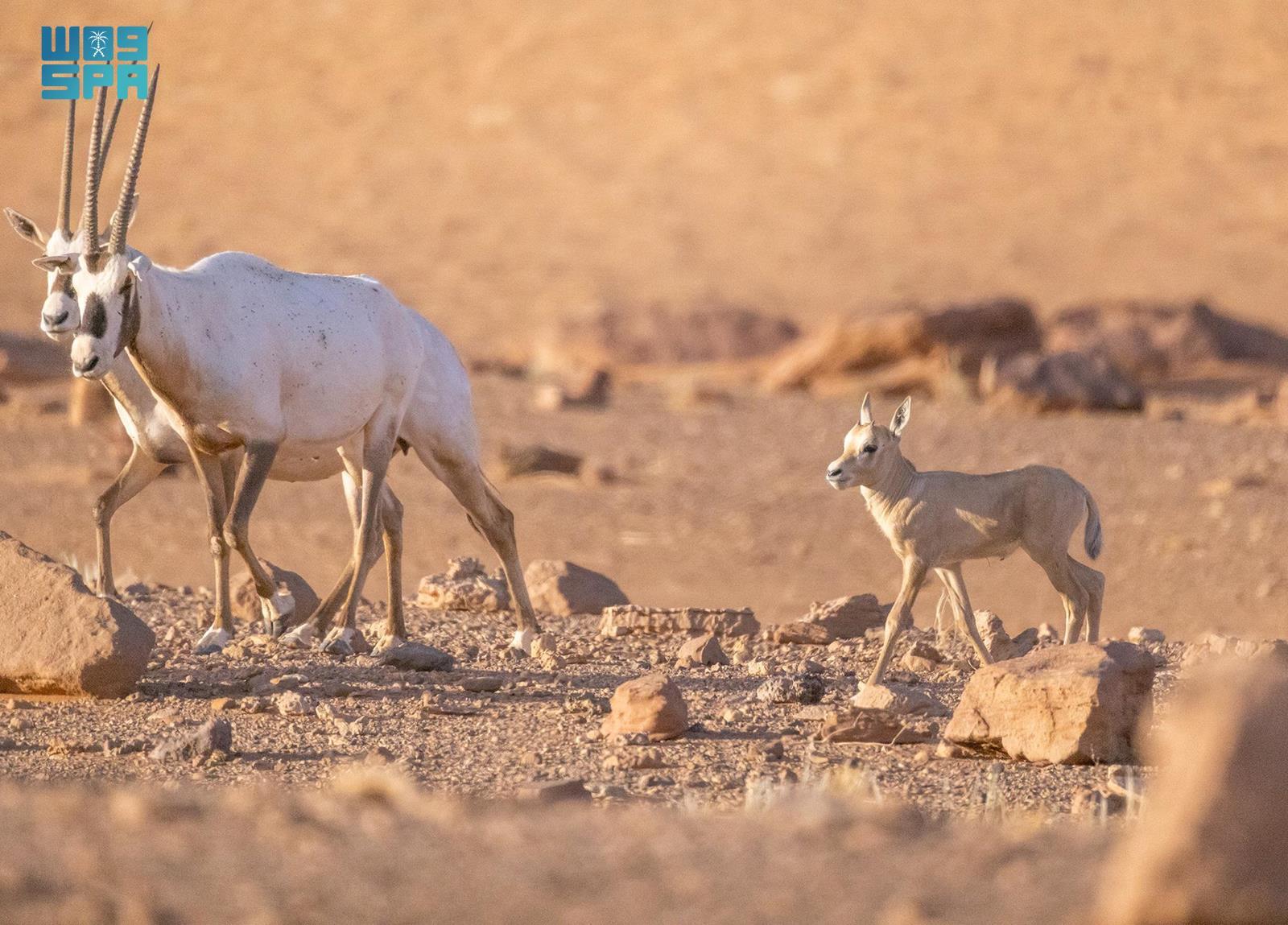KSRNR Reintroduces Arabian Oryx After 90 Years of Extinction