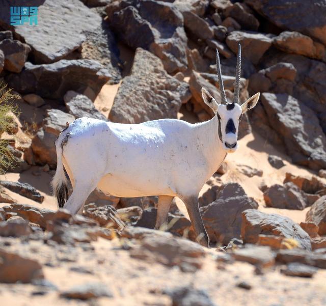 KSRNR Reintroduces Arabian Oryx After 90 Years of Extinction