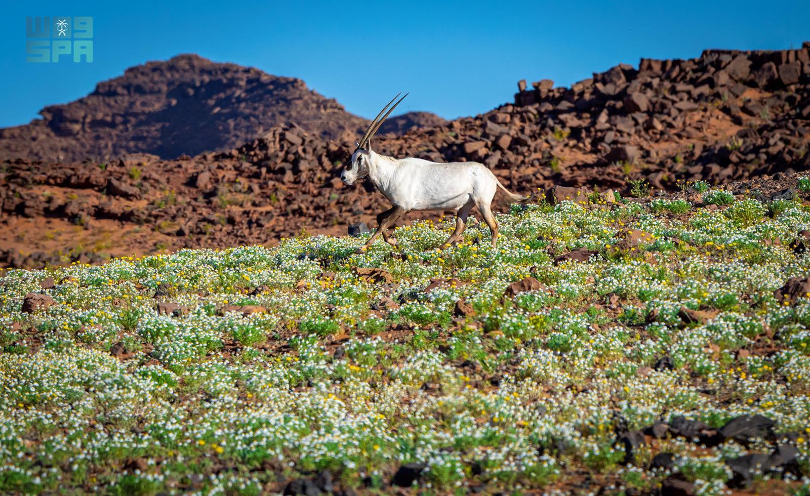 KSRNR Reintroduces Arabian Oryx After 90 Years of Extinction