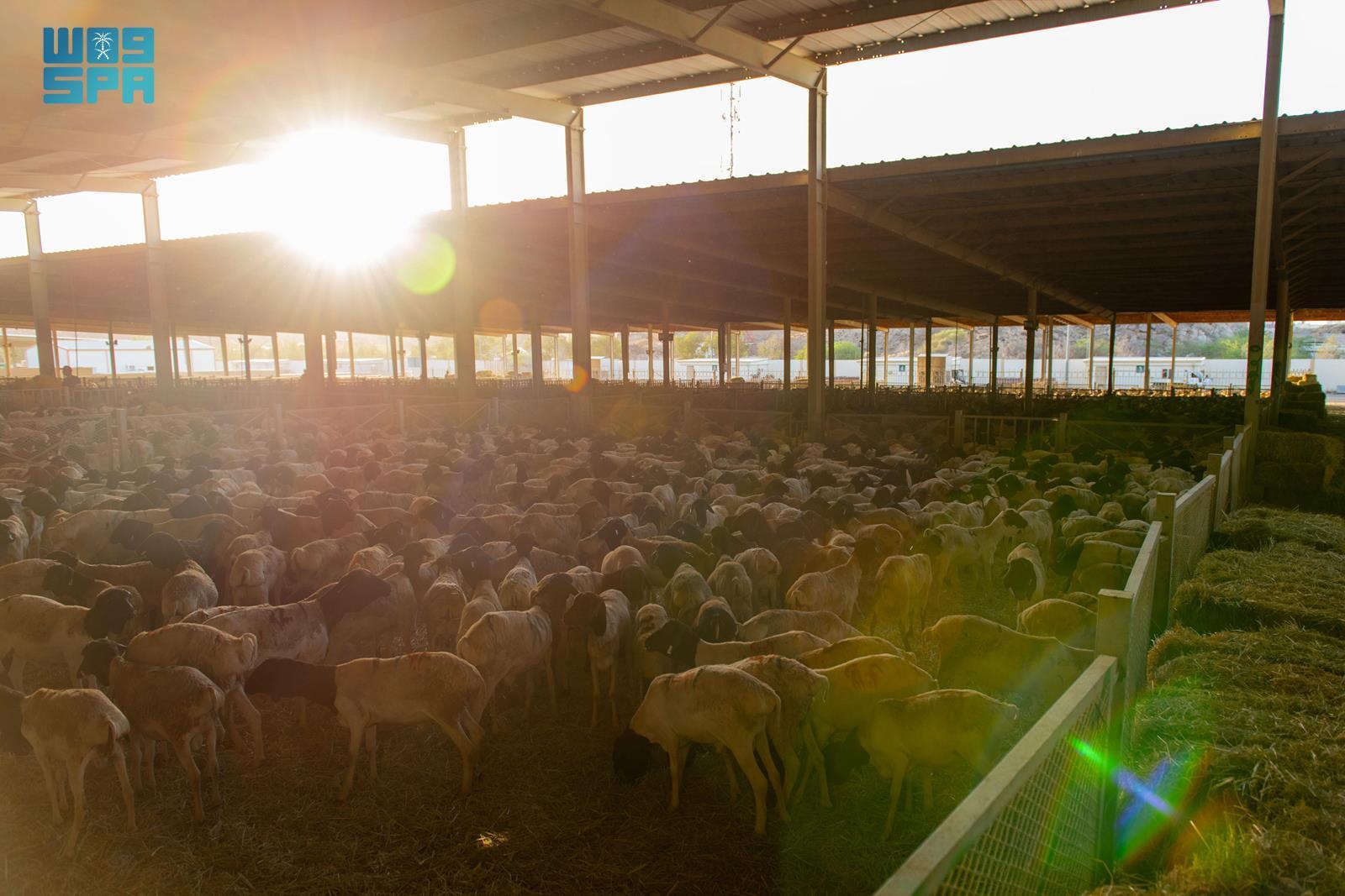 Kingdom's Adahi Project Achieves Full Operational Readiness for Hajj ...