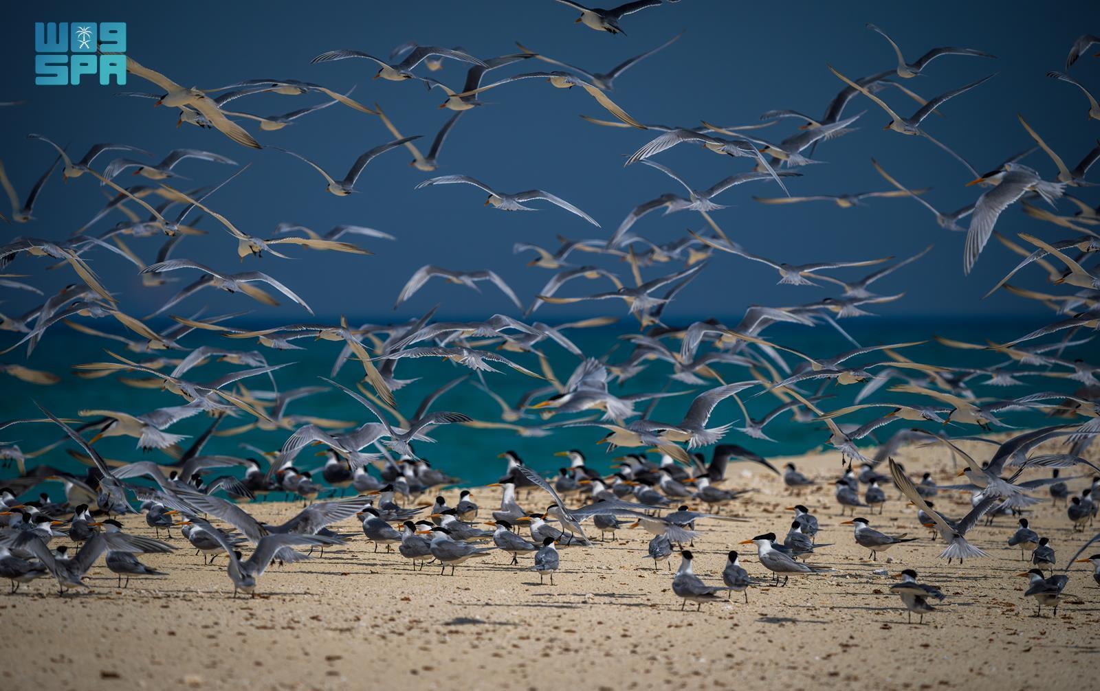 Bird Migration Across Oceans: Epic Journeys and Survival Secrets - Birds